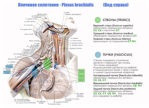 Plexus Brachialis Enmg Info