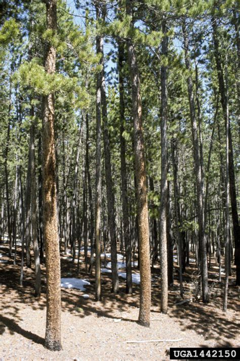 Lodgepole Pine Pinus Contorta