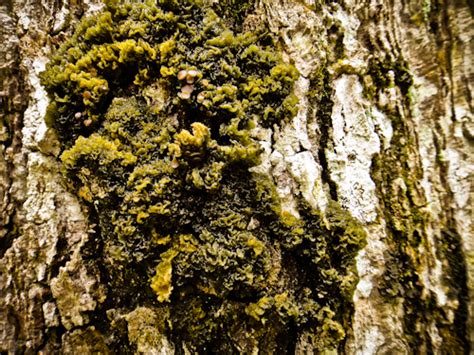 Tree Lichen