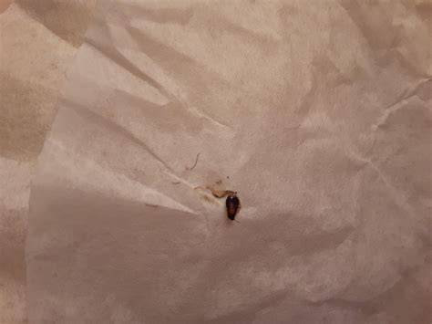 Roach Or Bedbug Rinsects