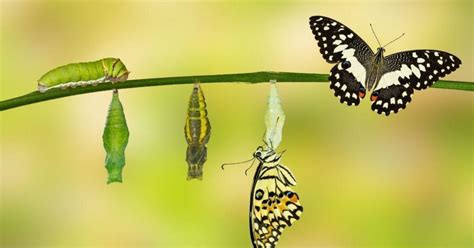 Transformation Vs Change Globalsway