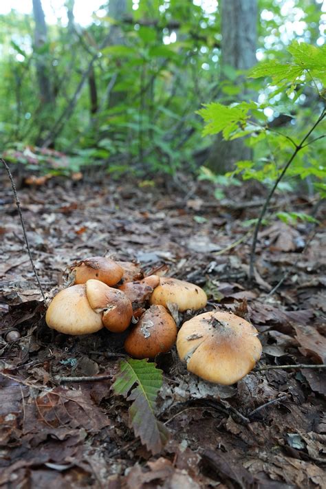 ニセアブラシメジ 岩木山 青森県の自然を切り撮る