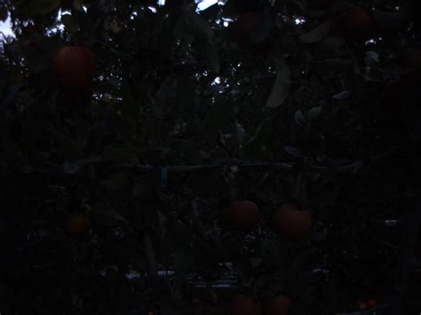 Apple Detection Object Detection Dataset By Mqs Data