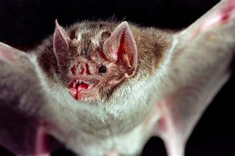 Vampire Bats Diet