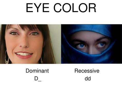 Ppt Heredity Powerpoint Presentation Free Download Id 151212