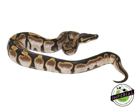 Calico Ball Python For Sale Imperial Reptiles Imperial Reptiles
