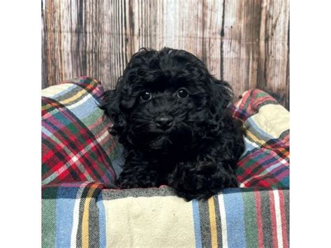 Havapoo Small Animal Brown Id17831 Located At Petland Fairfield Ohio