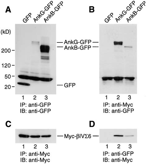Binding Of βiv Spectrin To Ankyrin Cos 7 Cells Were Transfected With