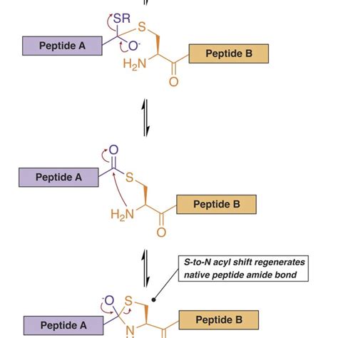 Native Chemical Ligation Can Be Used To Ligate Two Synthetic Or
