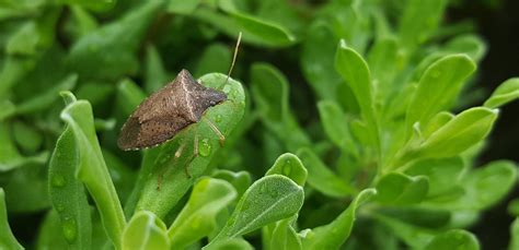 A Guide To Identifying And Preventing Stink Bugs Excel Pest Services
