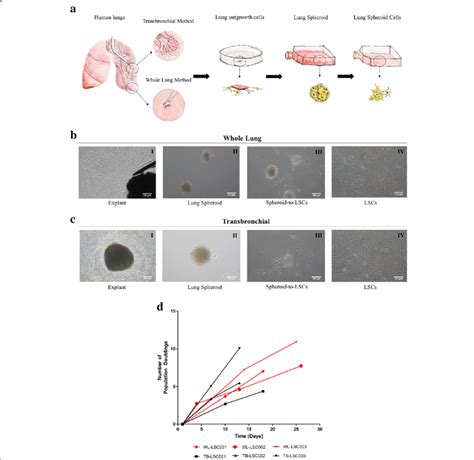 Growth Potential Lung Spheroid Cells Derived From Whole Lung And Biopsy