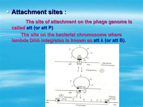 Lambda Str And Life Cycleppt
