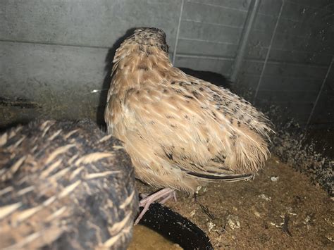 May Someone Please Identify There Sex Rquails