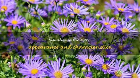 Visualizing The Aster Appearance And Characteristics Shuncy