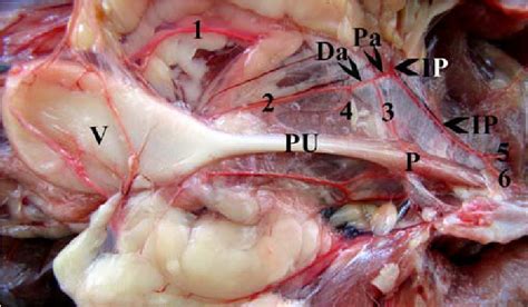 Arterial Branches Originating From The Prostatic Artery Pa And The Download Scientific