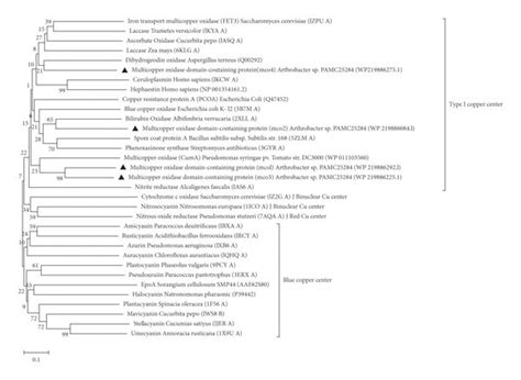 Neighbor Joining Phylogenetic Tree Based On Multi Copper Oxidase Download Scientific Diagram