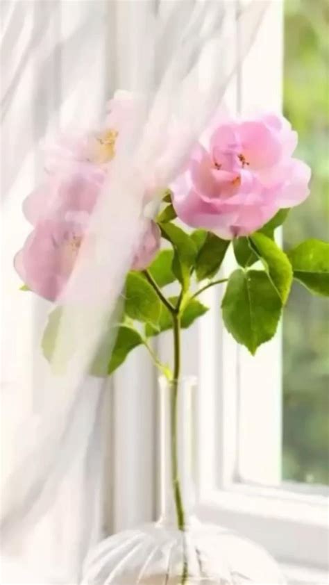 Пин от пользователя 🌺mila🌺 на доске Доброе утро Фотогаллерея Идеи для дома Для дома