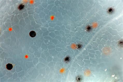 Chromatophores From Hawaiian Bobtail Squid Stock Image C058 4338