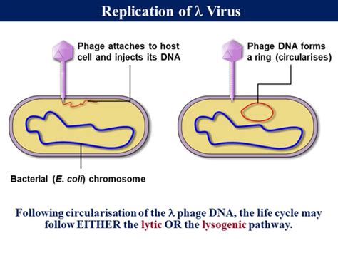 Bio5 7b Disease Communicable 4 Viral Replication Lytic And Lysogenic Teaching Resources