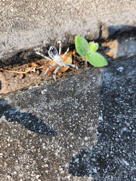 What Is This Florida Bug Rwhatsthisbug