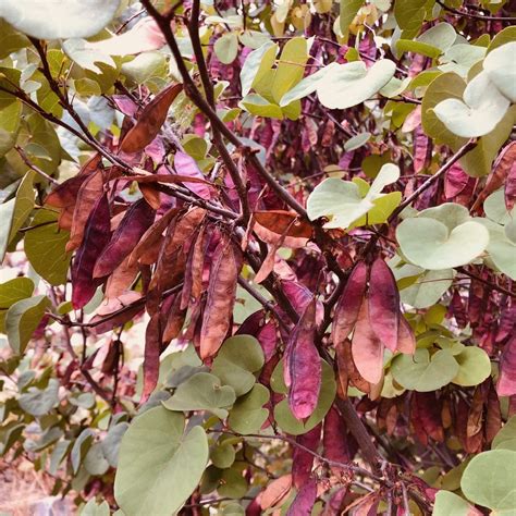 Summer Round Up Klamath Siskiyou Native Seeds