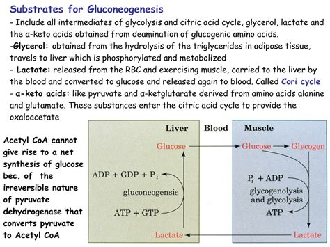 Ppt Gluconeogenesis For Metabolism Regulation Powerpoint Presentation