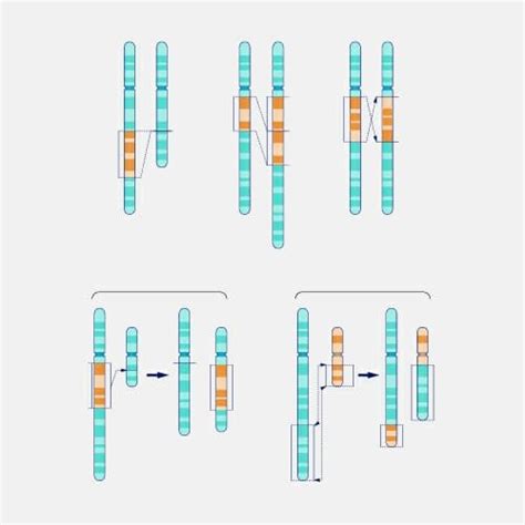 Mcq On Mutation Theory Class 12 For Neet Biologysir
