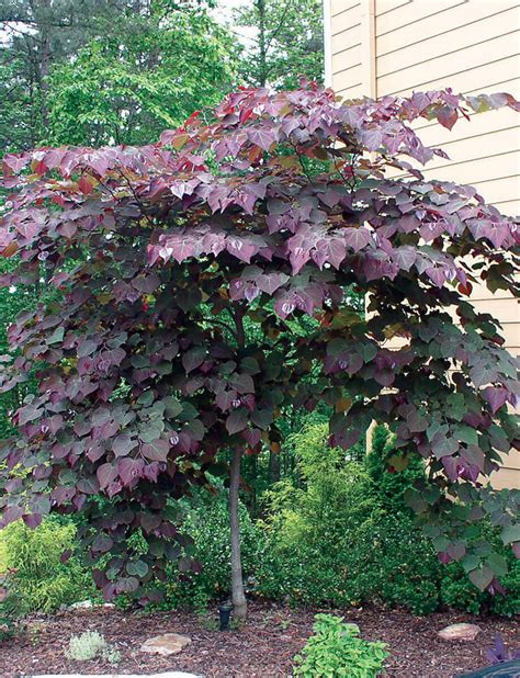 Forest Pansy Redbud Fort Wayne Trees