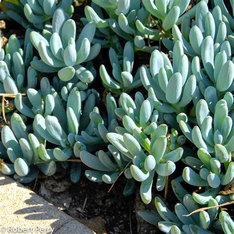 Blue Chalksticks Waterwise Garden Planner