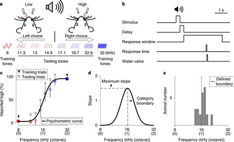 Perceptual Categorization Of Auditory Stimulus In Head Fixed Mice A