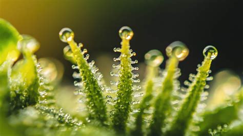 Cannabis Trichomes Definition Functions And Benefits Explained