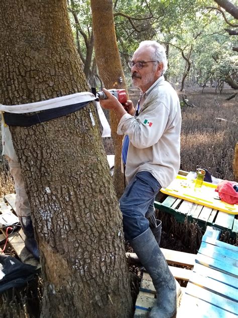 Sap Flow Monitoring And Localised Irrigation Treatments Kropotkins Garden