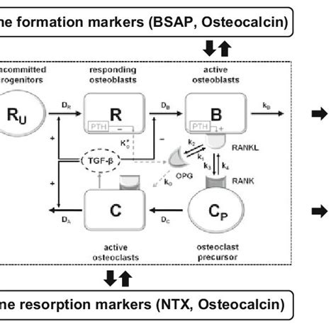 Schematic Description Of The Layered Model Structure With The Bone Cell