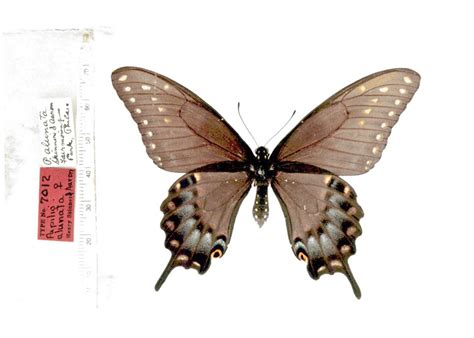 Papilio Polyxenes Asterius Type Specimens