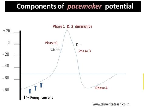 Pacemaker Potential Drsvenkatesan Md
