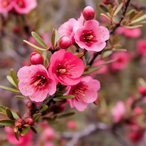 Premium Ai Image Leptospermum Scoparium