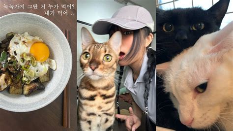 Vlog 집밥 잘 해먹는 자취일상 그리고 고양이 ㅎㅎ Youtube