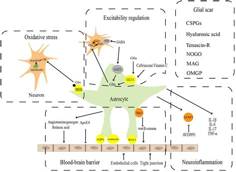 Frontiers Microrna Mediated Regulation Of Reactive Astrocytes In Central Nervous System Diseases