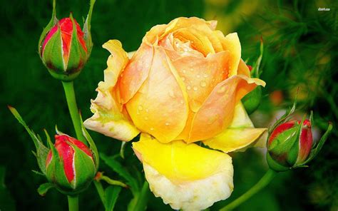 Free Photo Yellow Rose Flower Gift Nature Free Download Jooinn