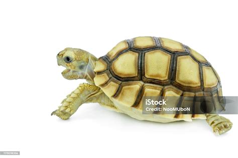 선택적 초점 흰색 배경에 고립 된 작은 거북 파일에는 작업하기 쉬운 클리핑 경로가 포함되어 있습니다 0명에 대한 스톡 사진 및 기타 이미지 Istock