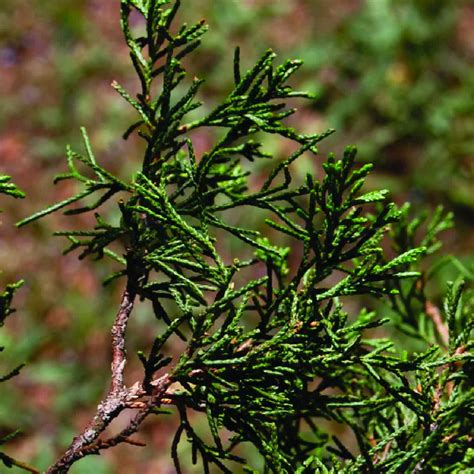 Juniperus Virginiana · Earthhome Biodiversity