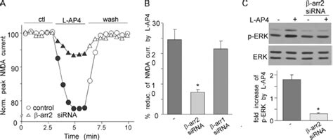 Arrestin2 Is Involved In Mglur7 Reduction Of Nmdar Currents And Download Scientific Diagram