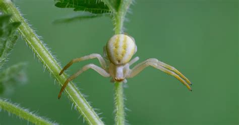 9 White Spiders In Florida A Z Animals