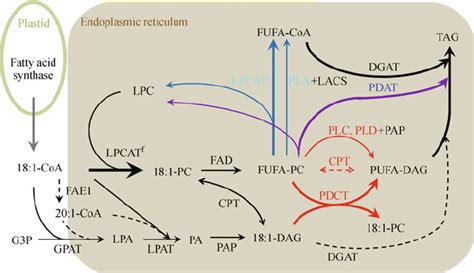 Metabolic Network Showing Some Of The Pathway Possibilities For The