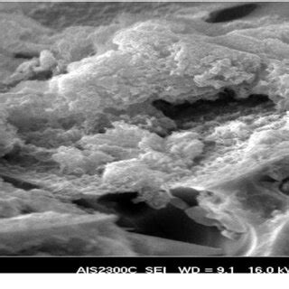SEM Image Of CSP Sample Download Scientific Diagram