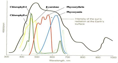 Xanthophyll Absorption Spectrum At Becky Craig Blog