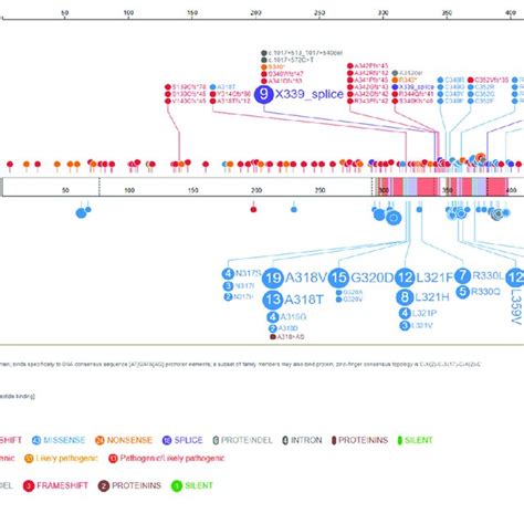 Germline And Somatic Gata2 Likely Pathogenic Variants Obtained From Download Scientific