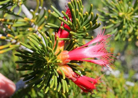 Western Australian Plants Myrtaceae