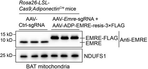 Knockout And Rescue Efficiency Analysis Of Emre Protein In Bat Download Scientific Diagram