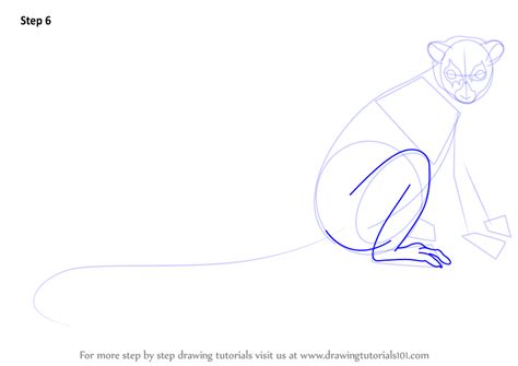 How To Draw A Ring Tailed Lemur Lemurs Step By Step